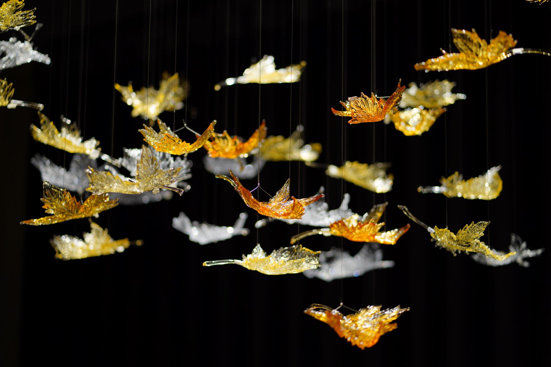 Mialuxy Maples Inspiration Lighting - TTD Group